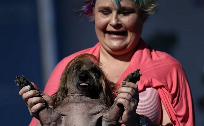 ‘세계에서 가장 못생긴 개’ 선발대회 출전한 강아지들 (사진) - 인사이트