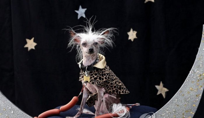 ‘세계에서 가장 못생긴 개’ 선발대회 출전한 강아지들 (사진) - 인사이트