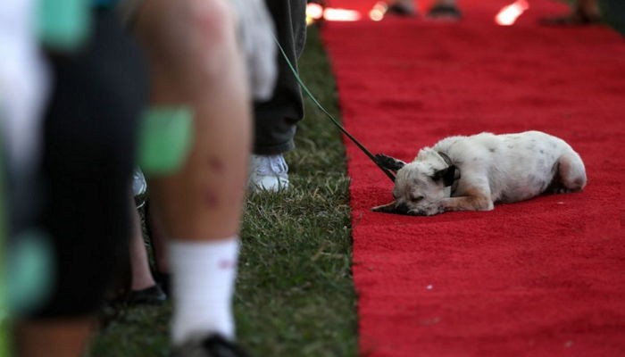 ‘세계에서 가장 못생긴 개’ 선발대회 출전한 강아지들 (사진) - 인사이트