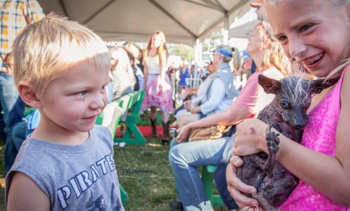 ‘세계에서 가장 못생긴 개’ 선발대회 출전한 강아지들 (사진) - 인사이트