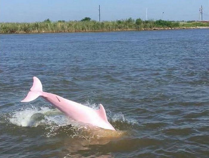 The rare pink dolphin ‘Pinky’ was spotted in Louisiana ship channel ...