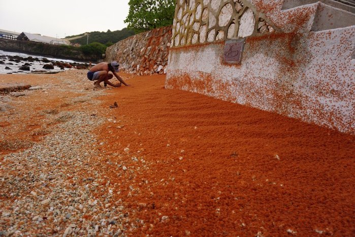 These Red Sand Grains Are Moving, But Wait, They Also Have Legs and Eyes