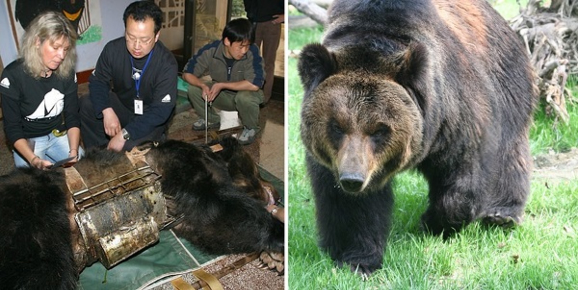 A Bear Grew Up With a Bile Extraction Catheter Sticking Into Her Belly ...