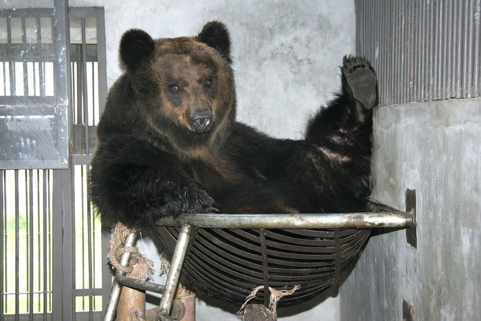A Bear Grew Up With a Bile Extraction Catheter Sticking Into Her Belly ...
