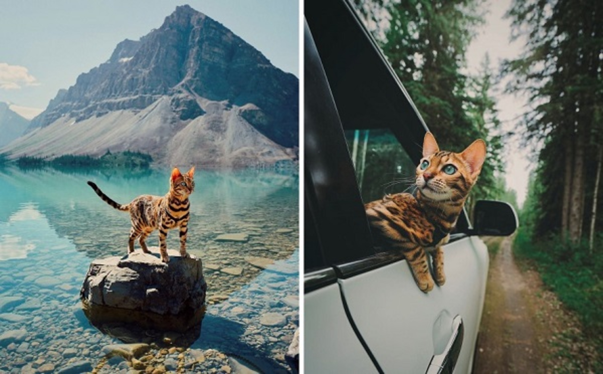 This Traveling Cat is so Gorgeous Her Adventure Photos Will Leave You ...