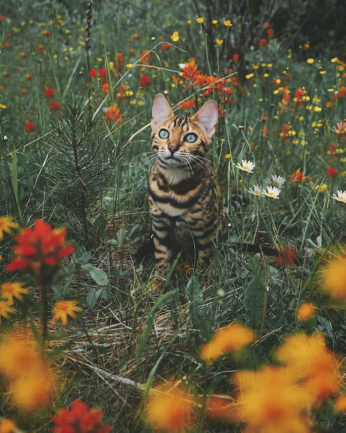 This Traveling Cat is so Gorgeous Her Adventure Photos Will Leave You ...