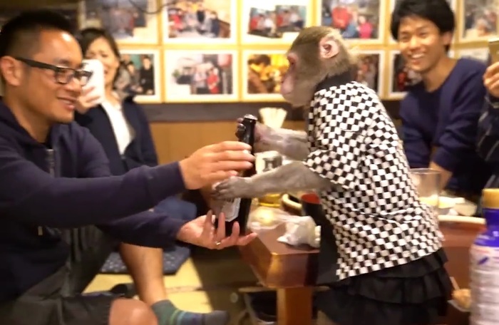 These Monkeys Are So Smart, They Work as Waiters in a Tavern