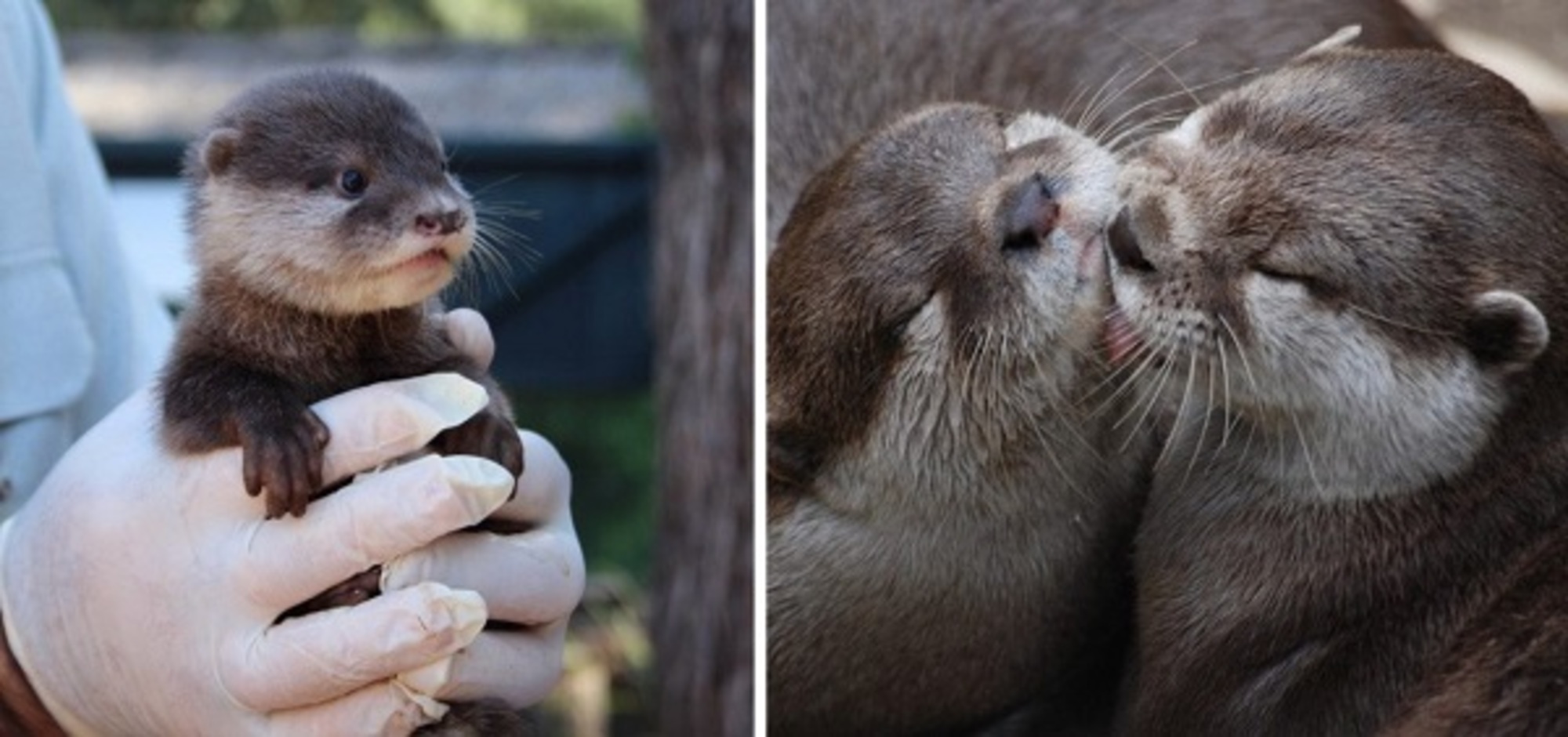 These Snuggly Baby Otters Are the Cutest Things You‘ll See Today