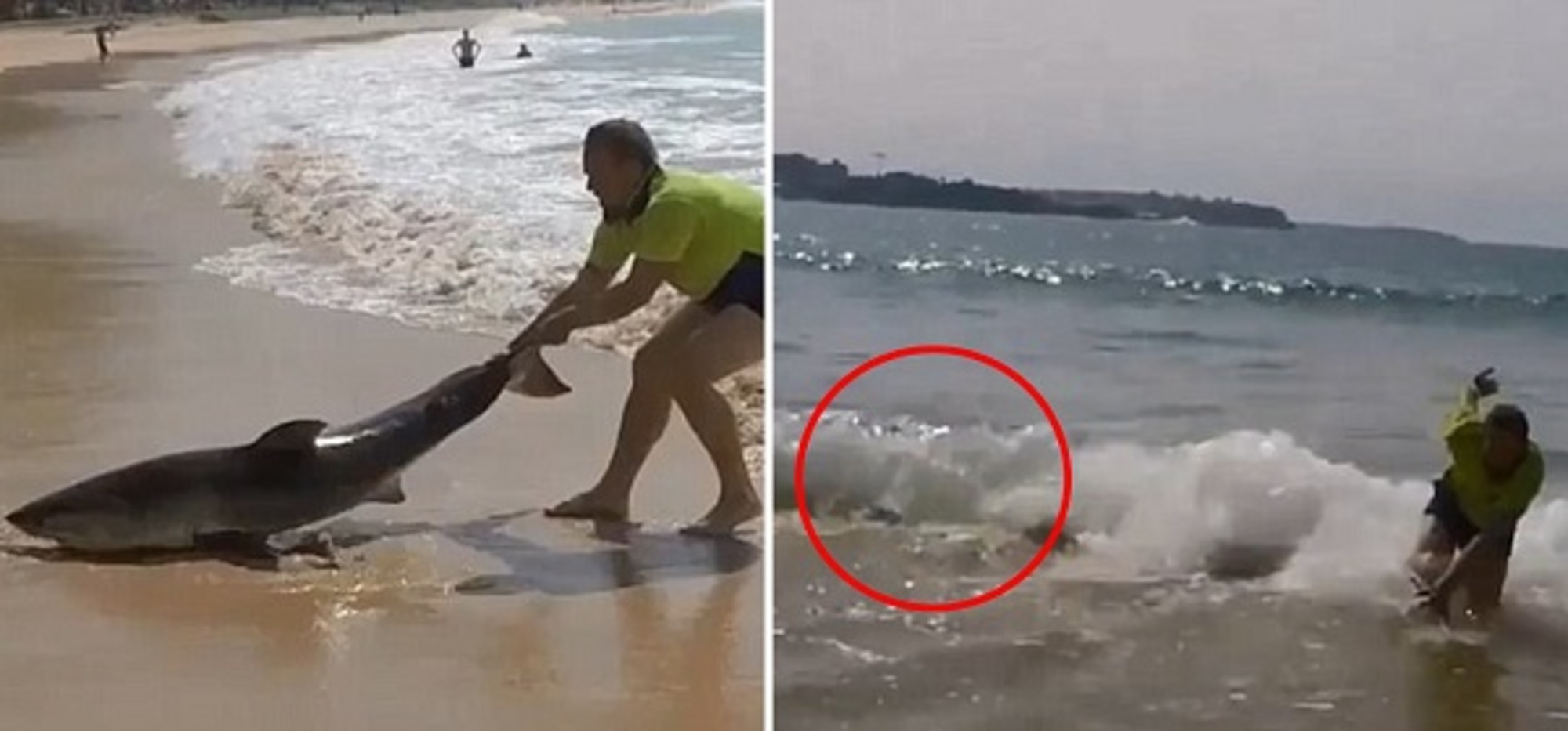 A Brave Man Pulled a Stranded Shark Back to Water, But He Fell Over and ...