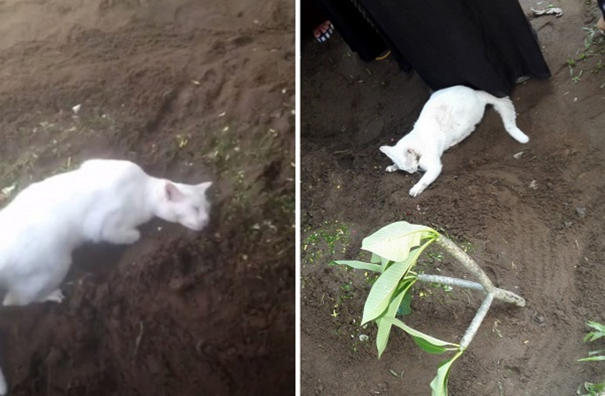 Devastated Cat Desperately Tries to Dig His Owner Grave and Refuses to ...