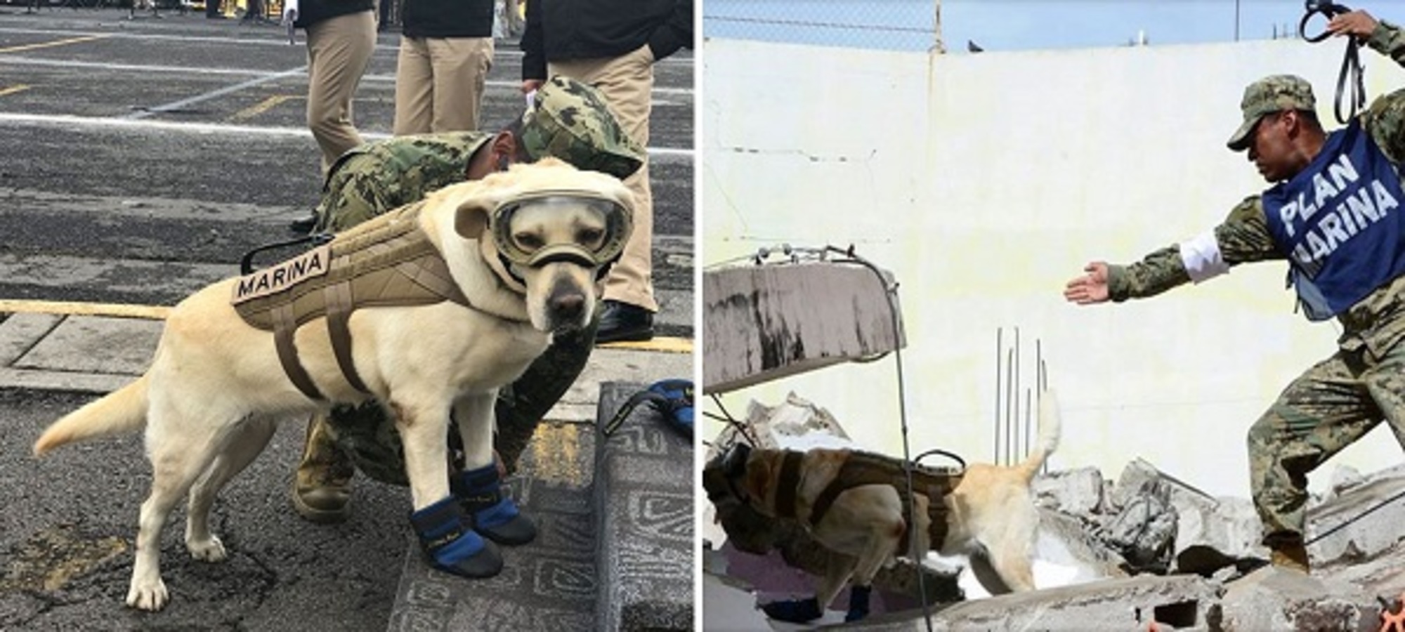 A Brave Rescue Dog Saved 52 People From Rubble After a Major Earthquake ...