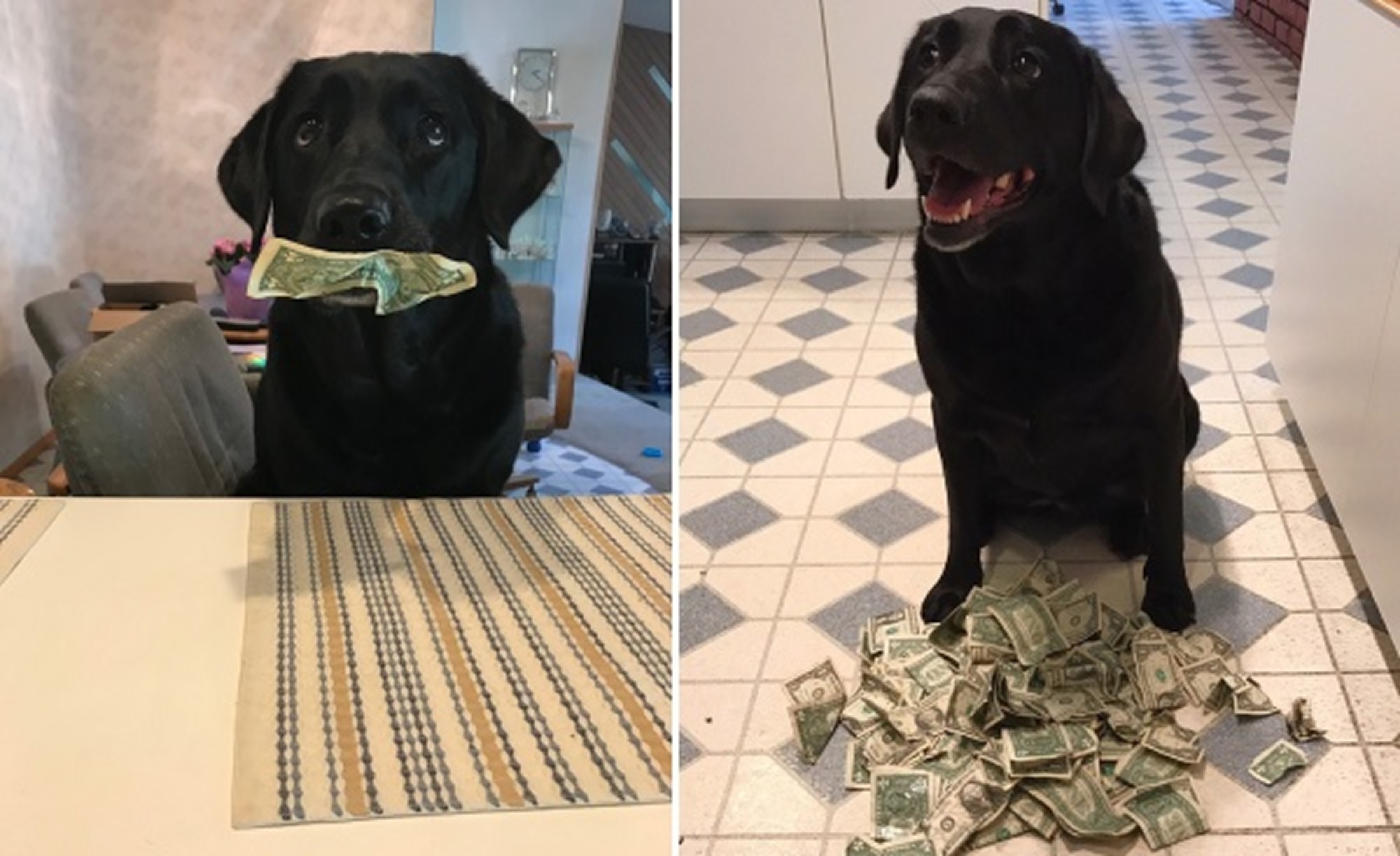 Dog Obsessed So Much with Money, She Collects It and Pay for Her ...