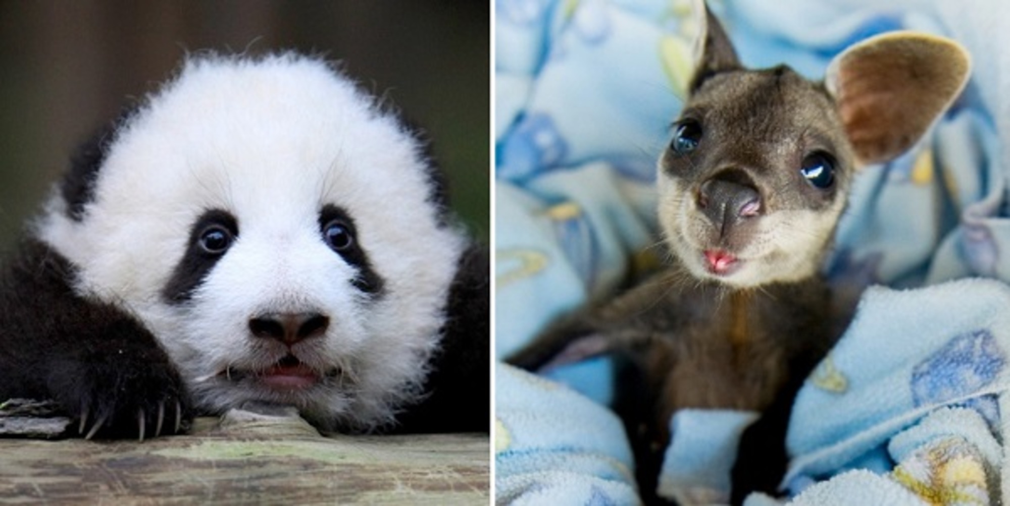 20 Photos of Cute Little Baby Animals that Will Help You Get Through ...