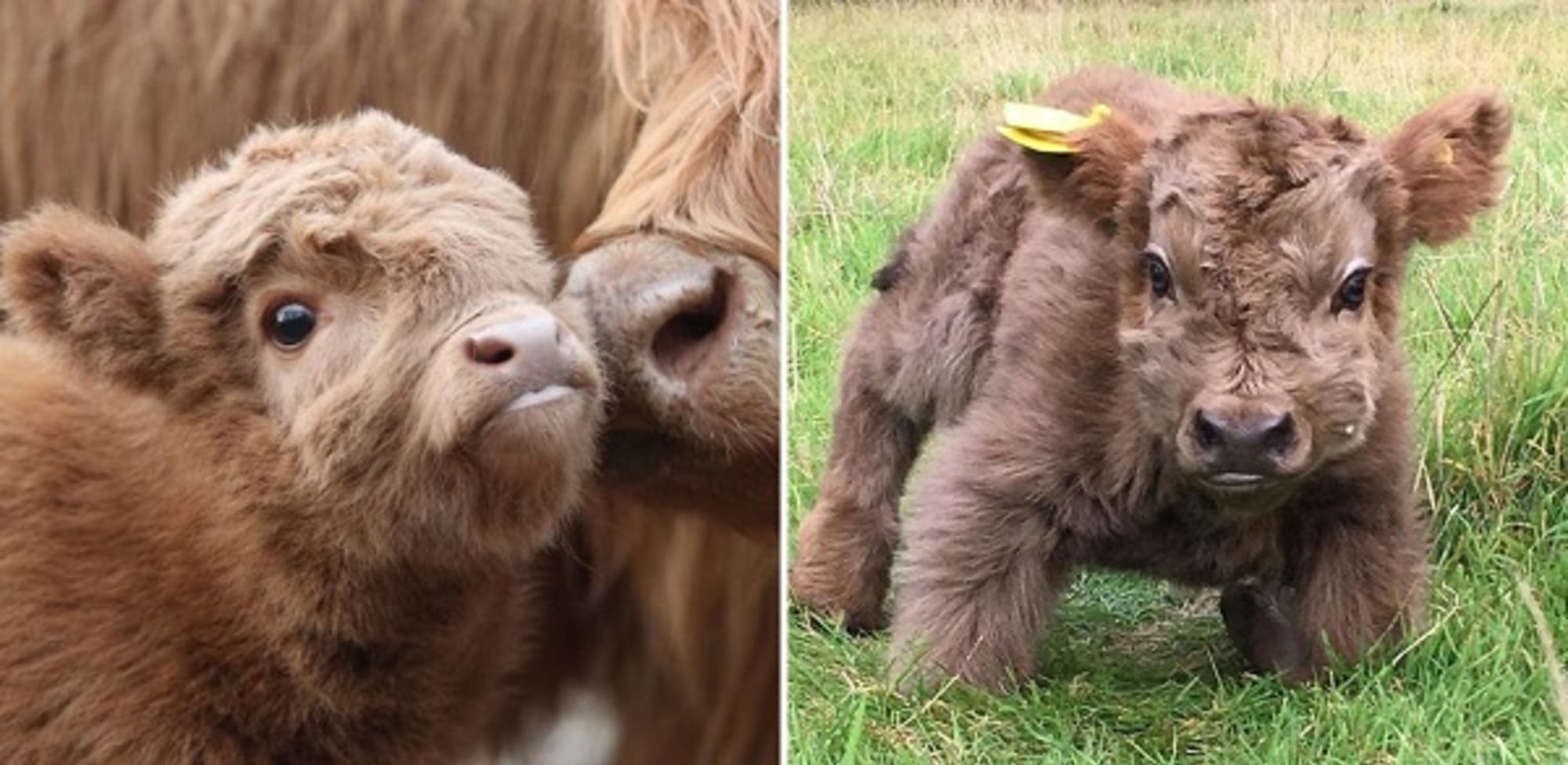 These Innocent Faces of Adorable Cuddly Little Calves Will Instantly ...