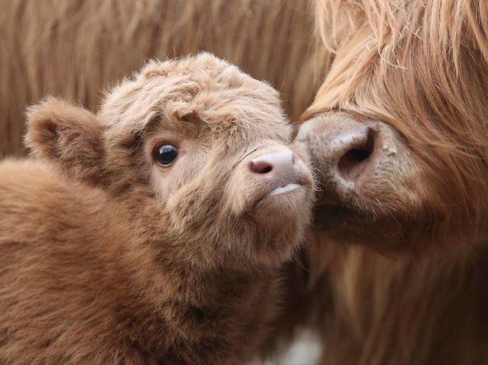 These Innocent Faces of Adorable Cuddly Little Calves Will Instantly ...