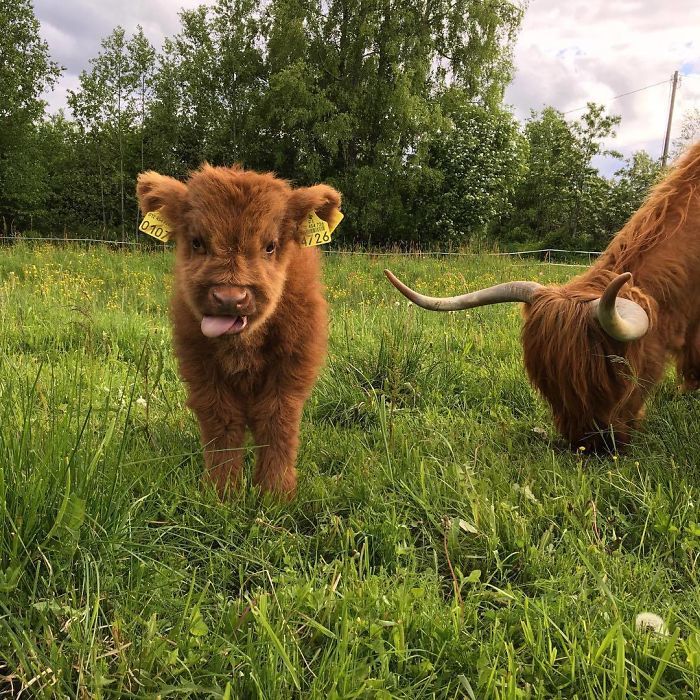 These Innocent Faces of Adorable Cuddly Little Calves Will Instantly ...