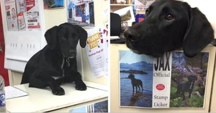 Dog Who Works At Post Office is Official Stamp Licker