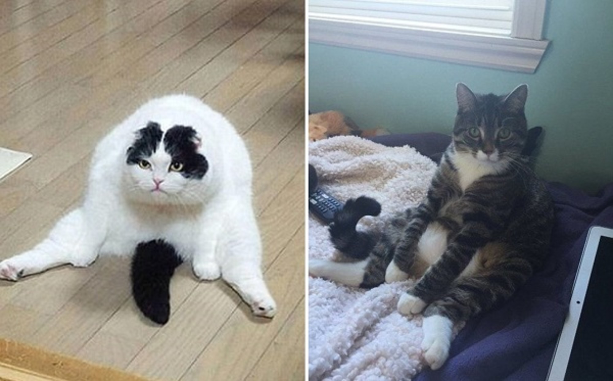 These Pics of Cats Who Sit Spreading Their Legs in Human-Like Fashion ...