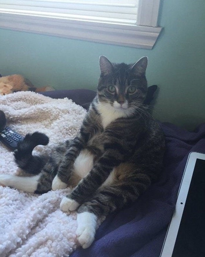 These Pics of Cats Who Sit Spreading Their Legs in Human-Like Fashion ...