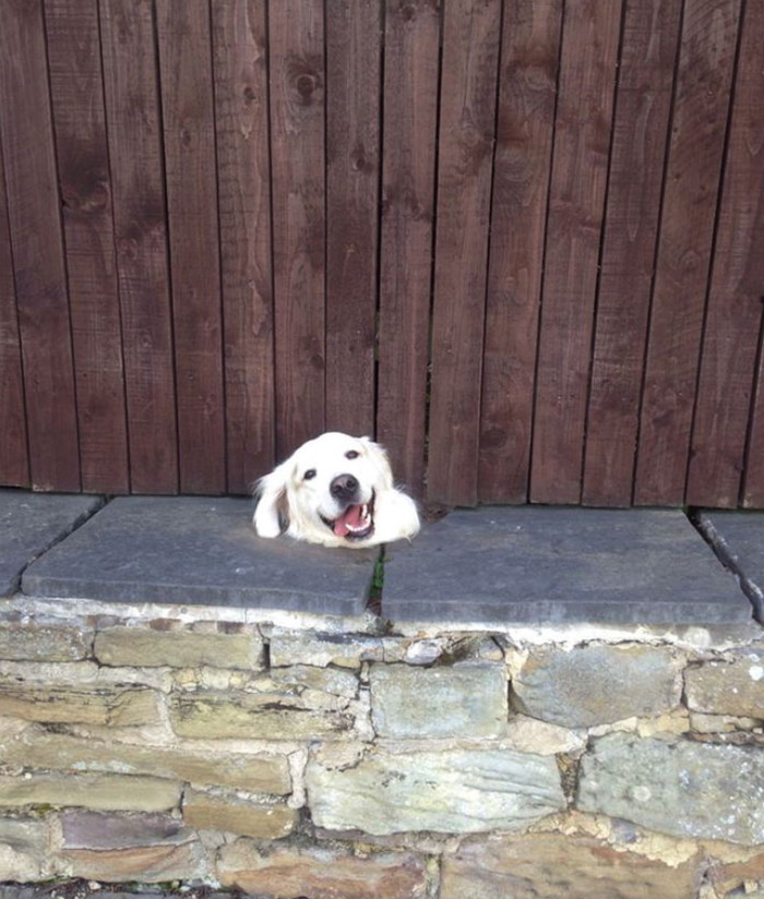 Desperate Dogs Who Just Want To Say Hi