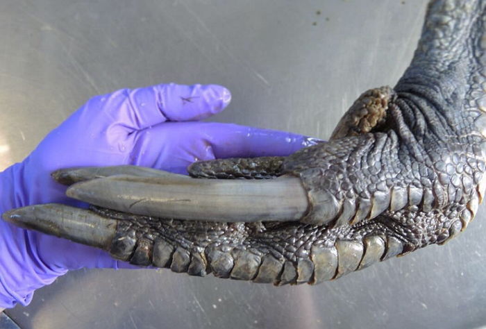 길러준 주인 공격해 죽게 만든 ‘화식조’의 무시무시한 발 - 인사이트