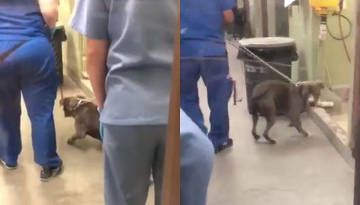 수의사가 ‘안락사’ 시킬 거 직감하고 ‘뒷걸음질’ 치며 애원한 강아지 - 인사이트